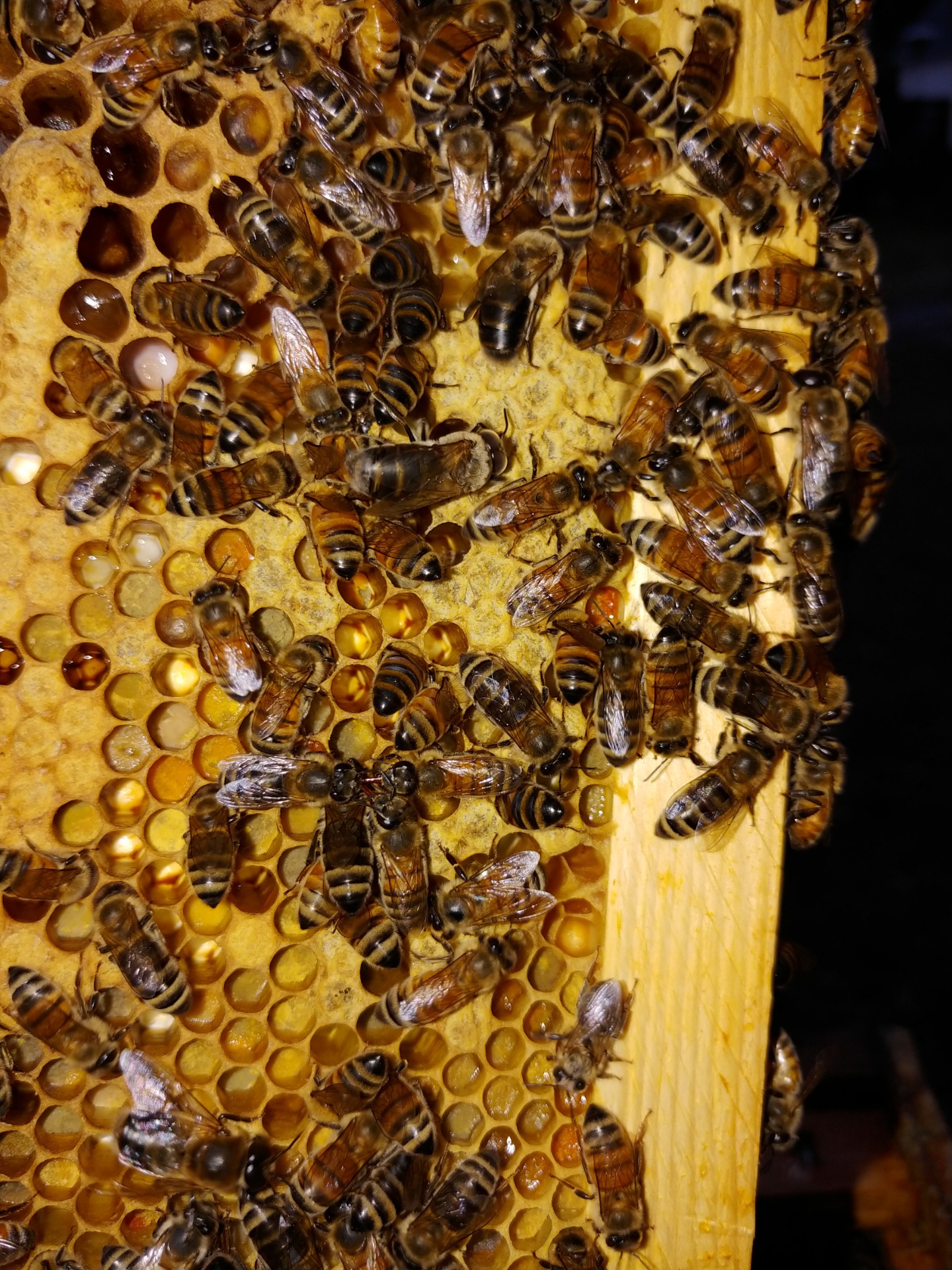 BRAWES BEE FARM LLC HOME PAGE